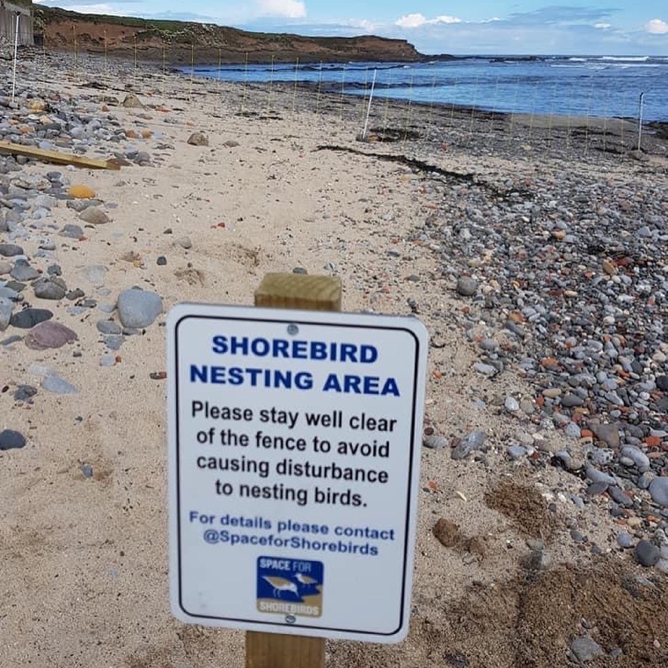 Shorebird Nesting Season Begins to Draw to a Close – Shorebirds