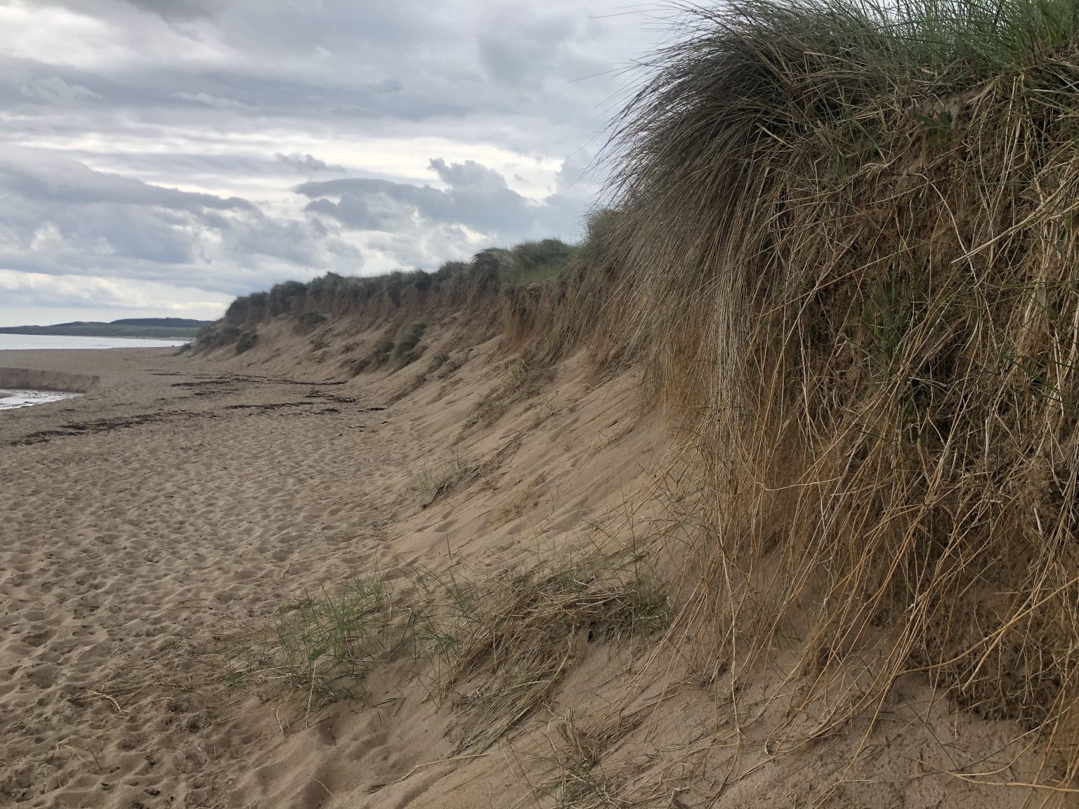 How is a Sand Dune Formed? – Shorebirds