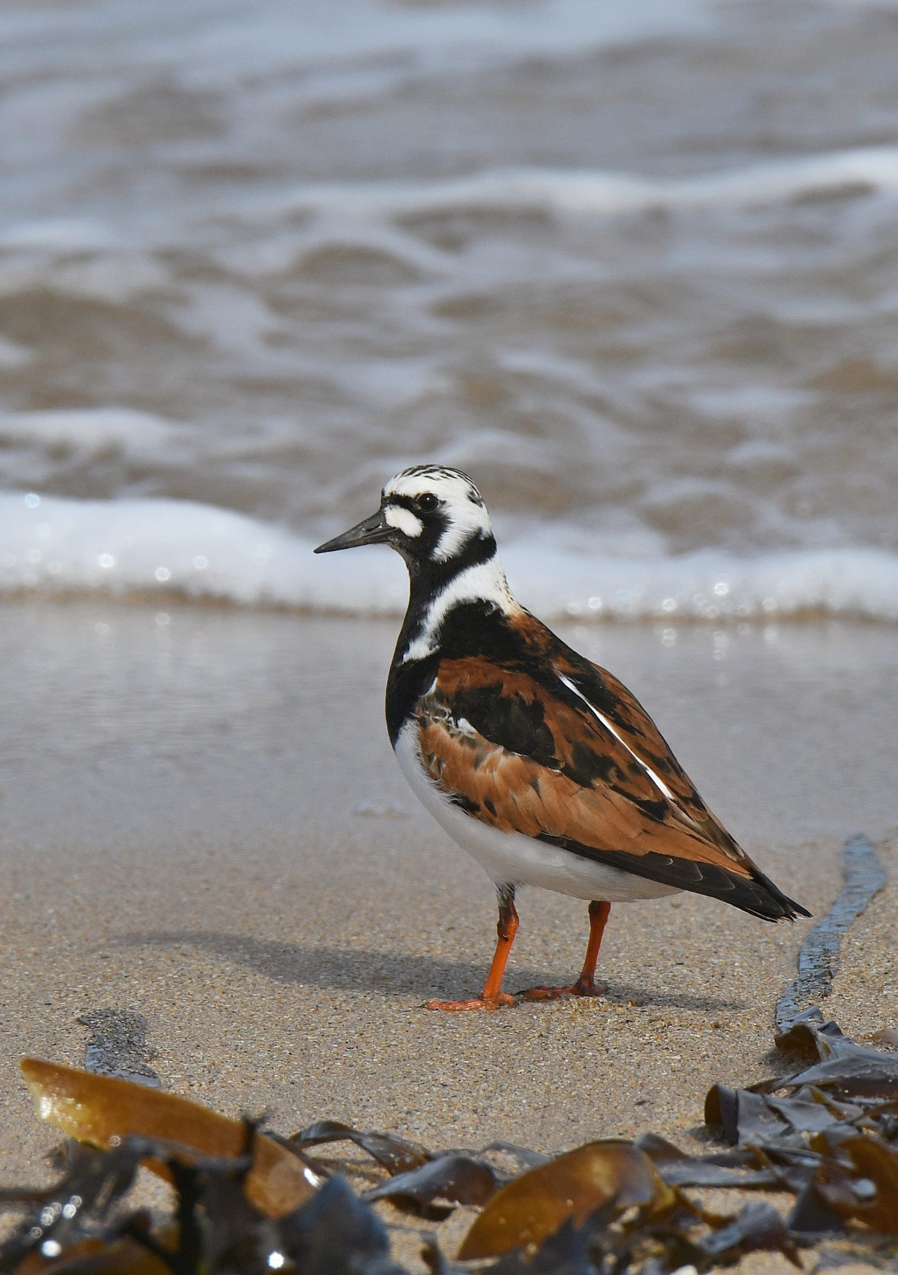 Winged Migration – Shorebirds