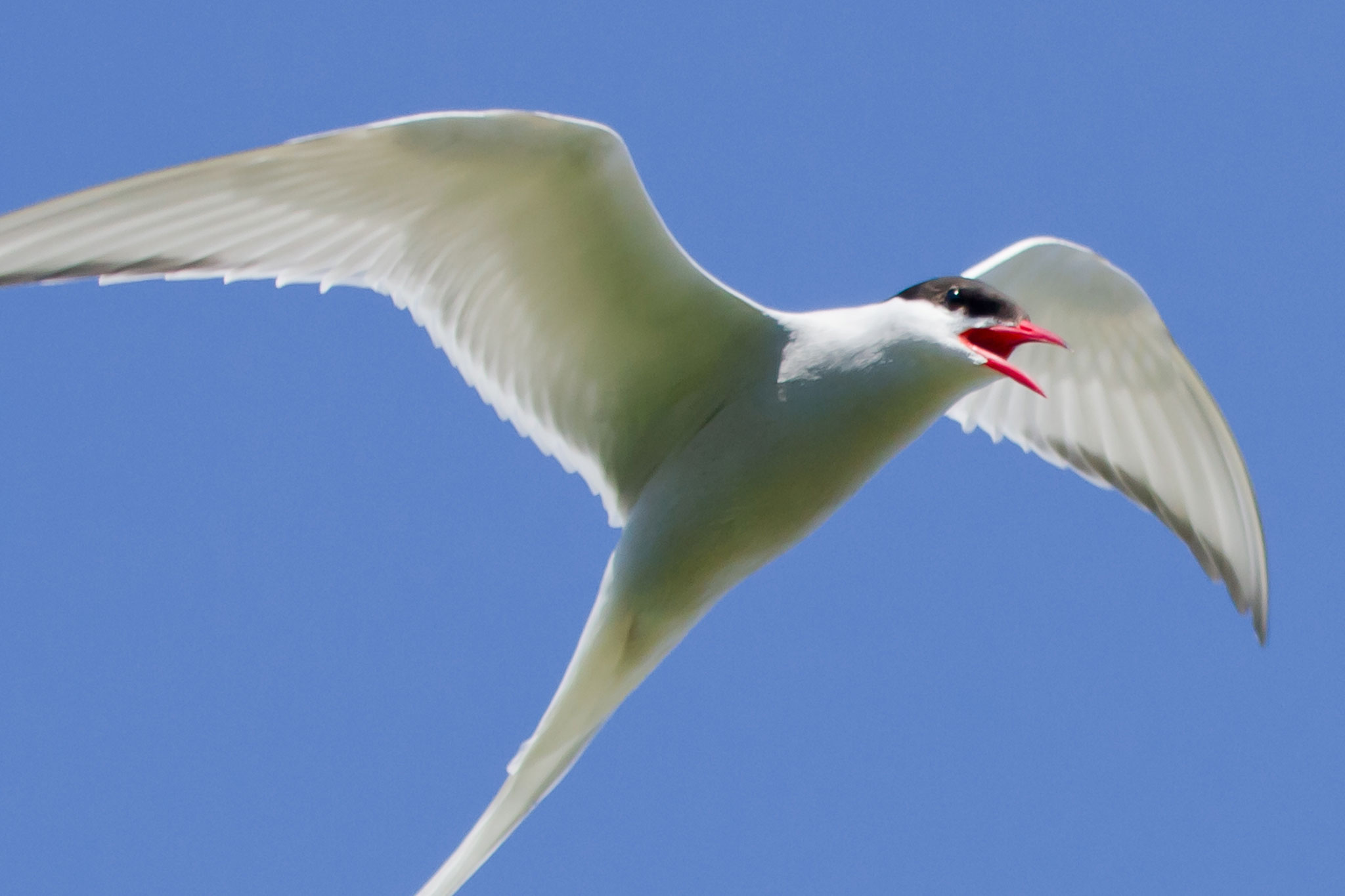Shore Nesting Birds – Shorebirds