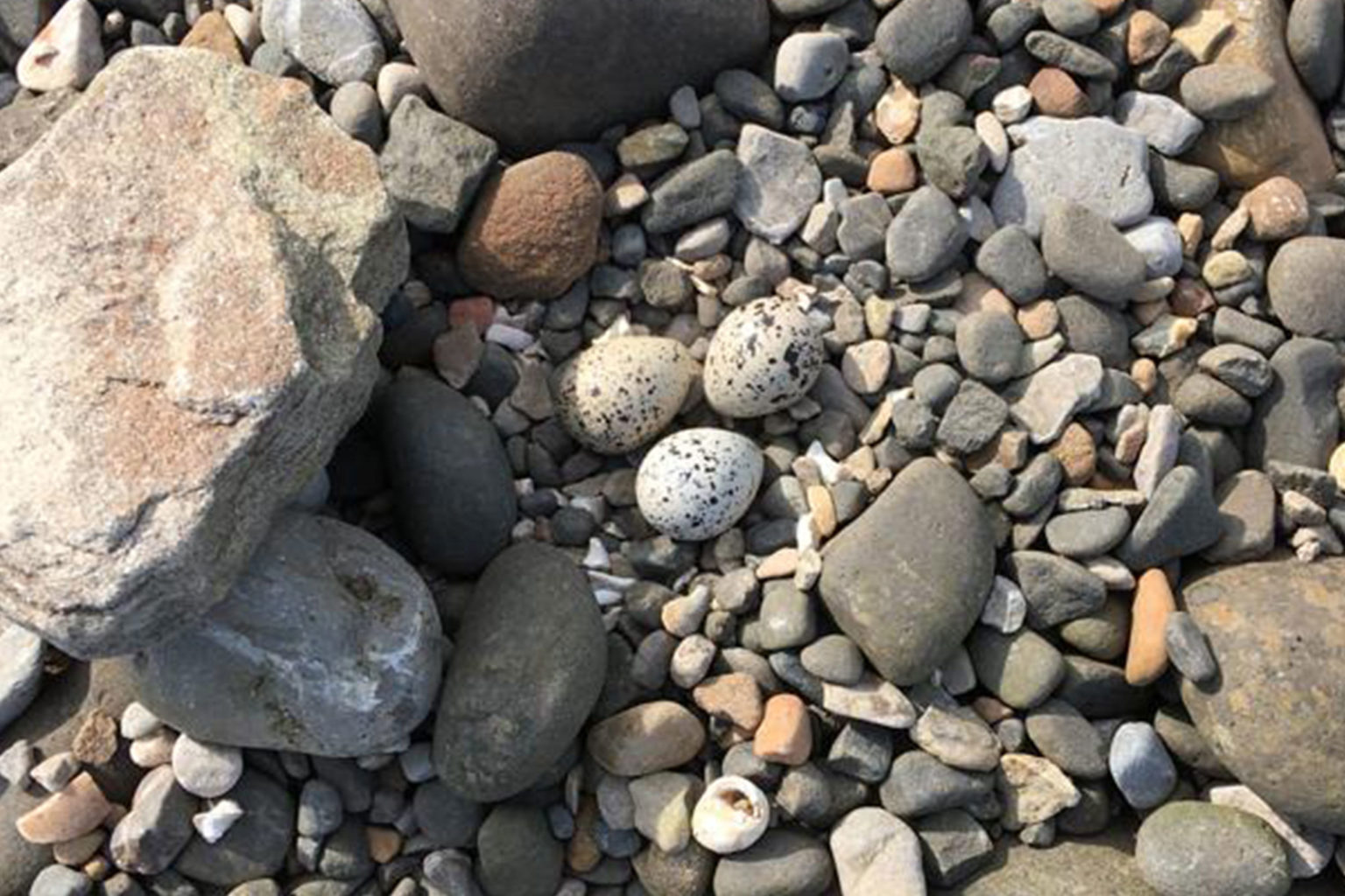 Shore Nesting Birds – Shorebirds