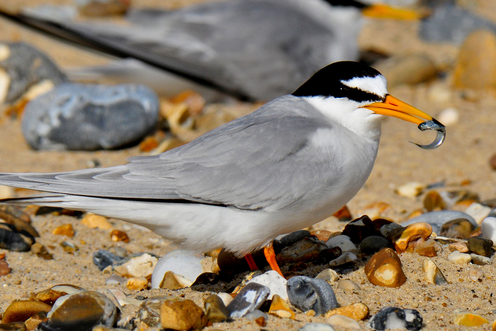 Shore Nesting Birds – Shorebirds