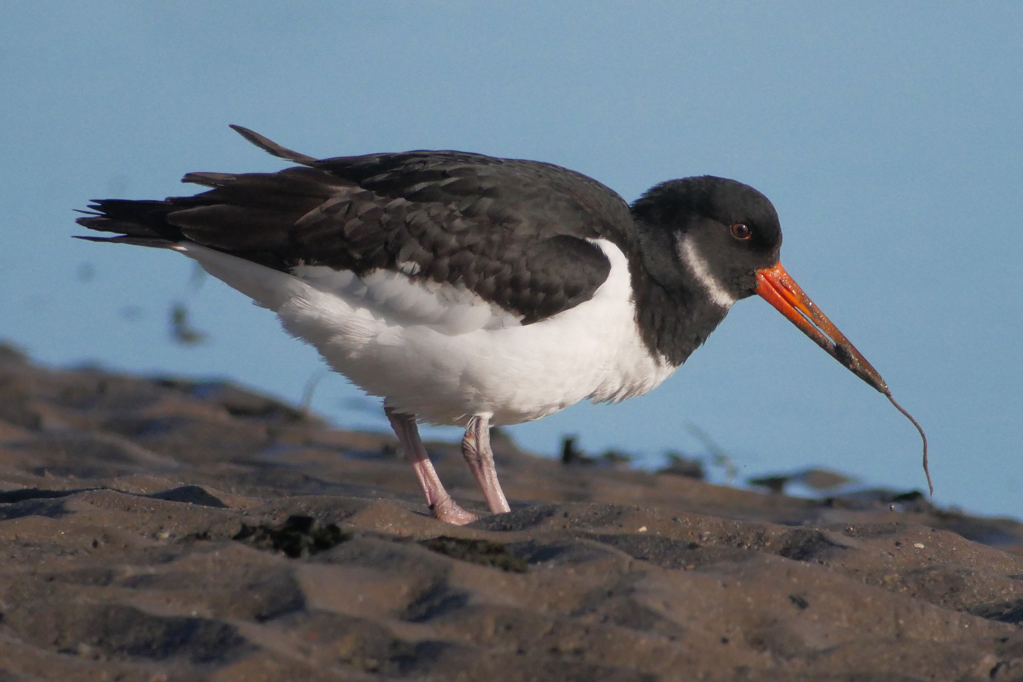Shore Nesting Birds – Shorebirds