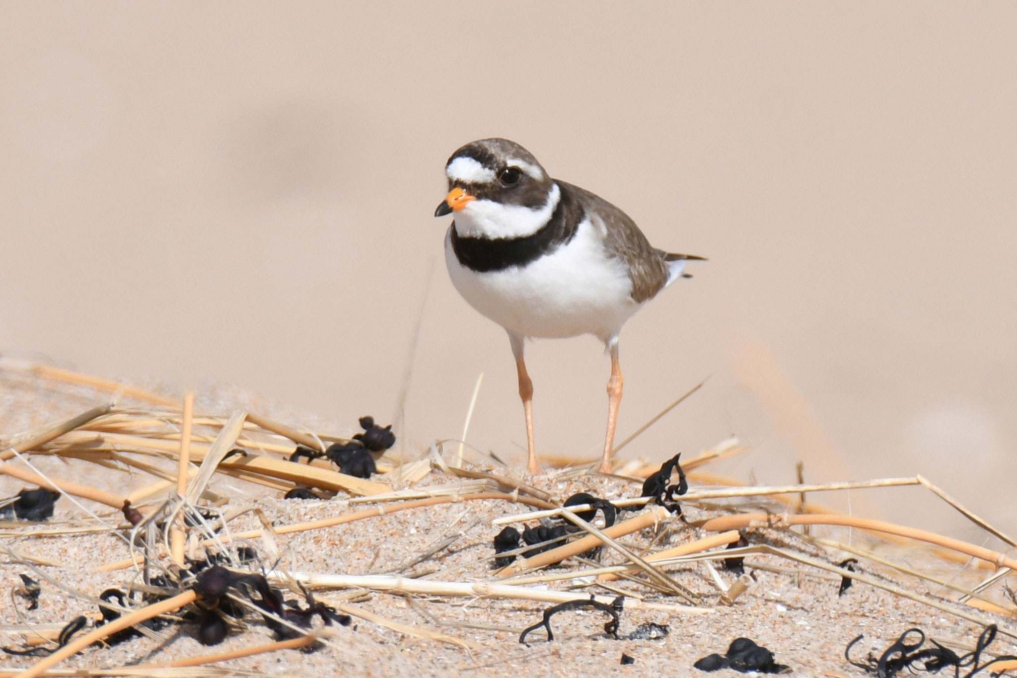 Shore Nesting Birds – Shorebirds