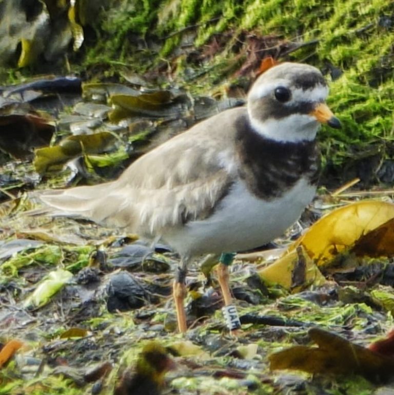 Ringed Plovers on the Move – Shorebirds